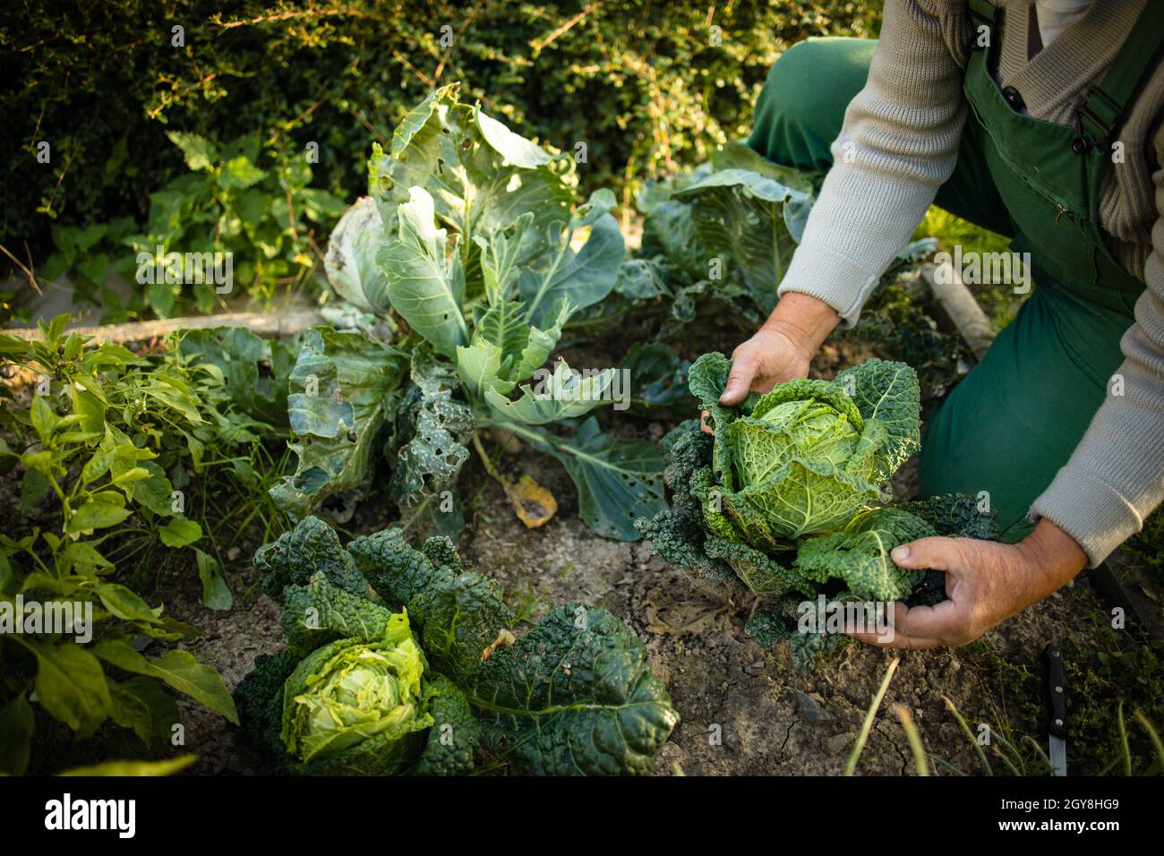 Senior gardener gardening in his permaculture garden - holding a ...
