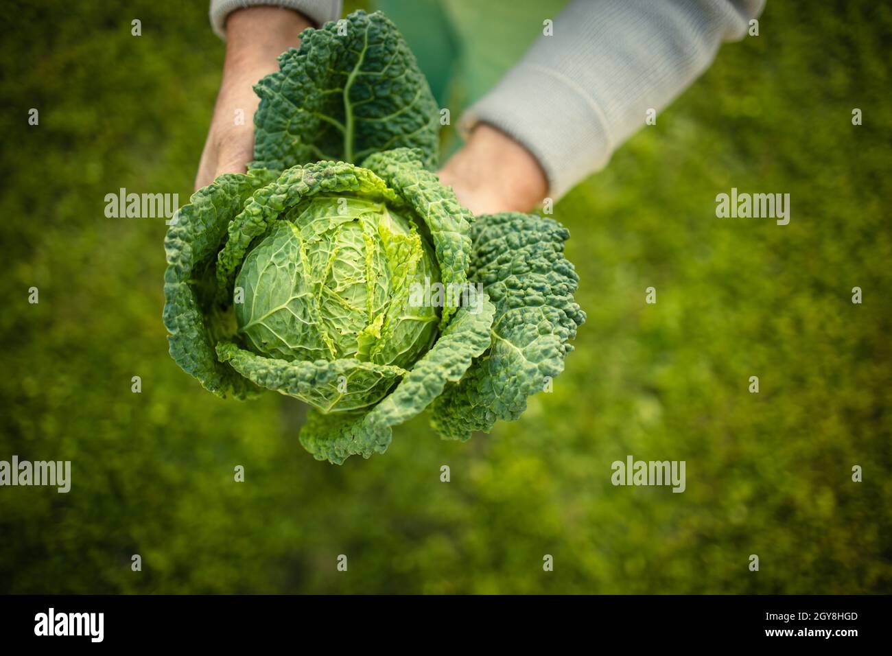 Senior gardener gardening in his permaculture garden - holding a ...