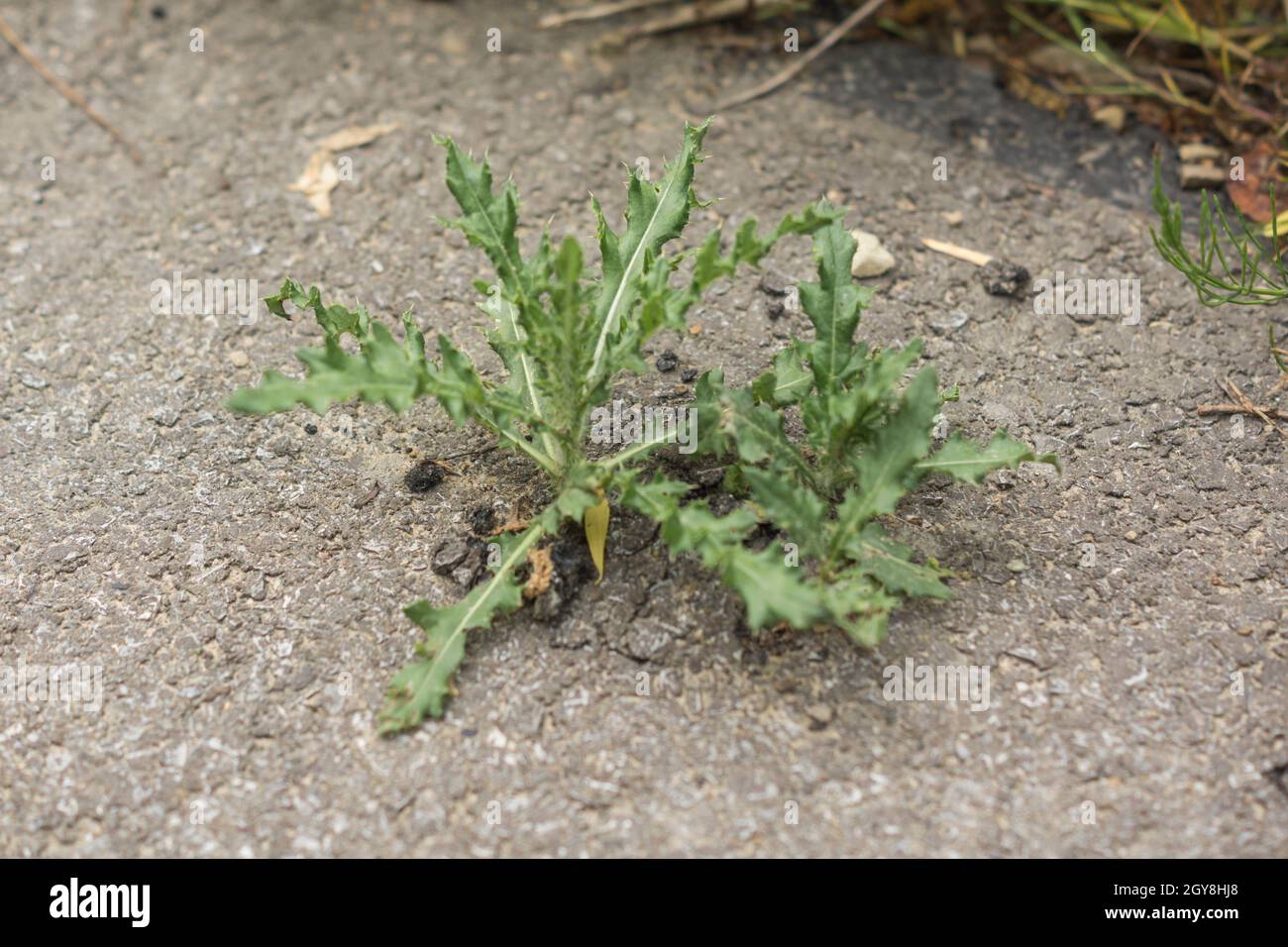 detail of a small plant growing through an asphalt Stock Photo - Alamy
