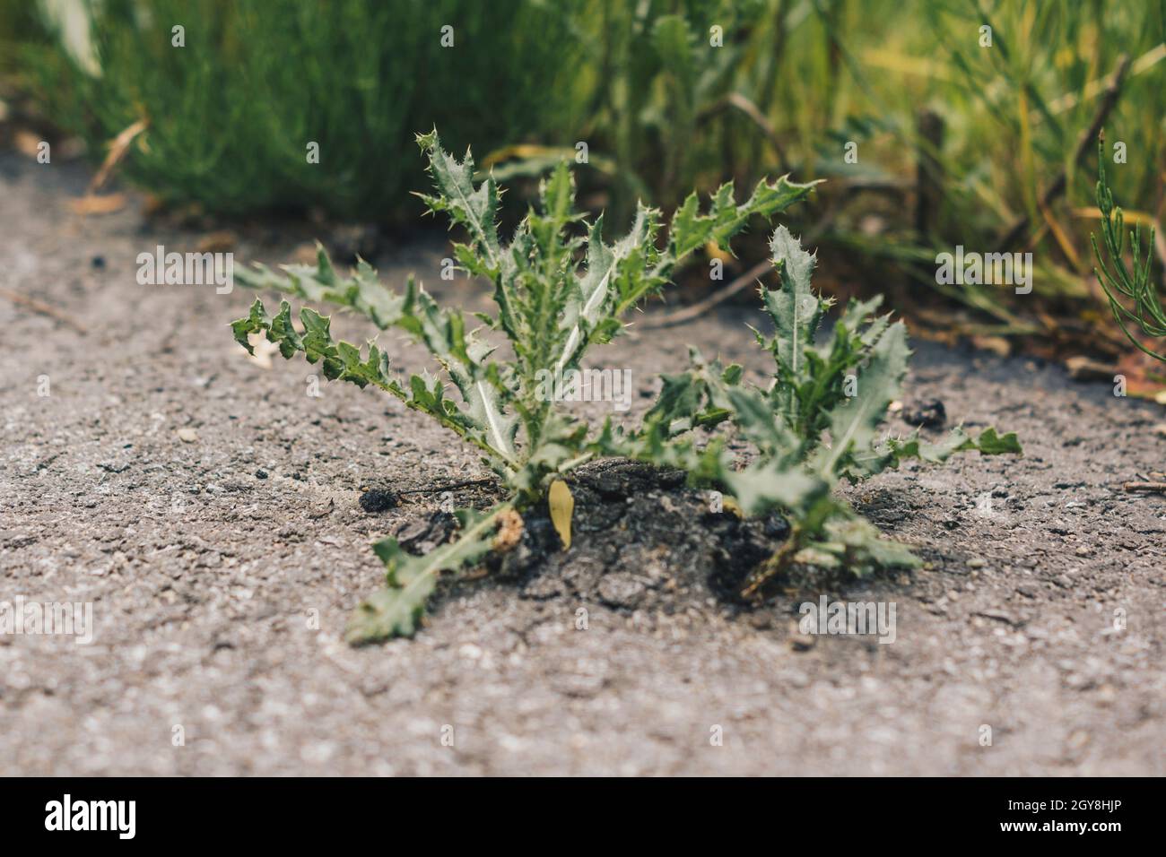 detail of a small plant growing through an asphalt Stock Photo - Alamy