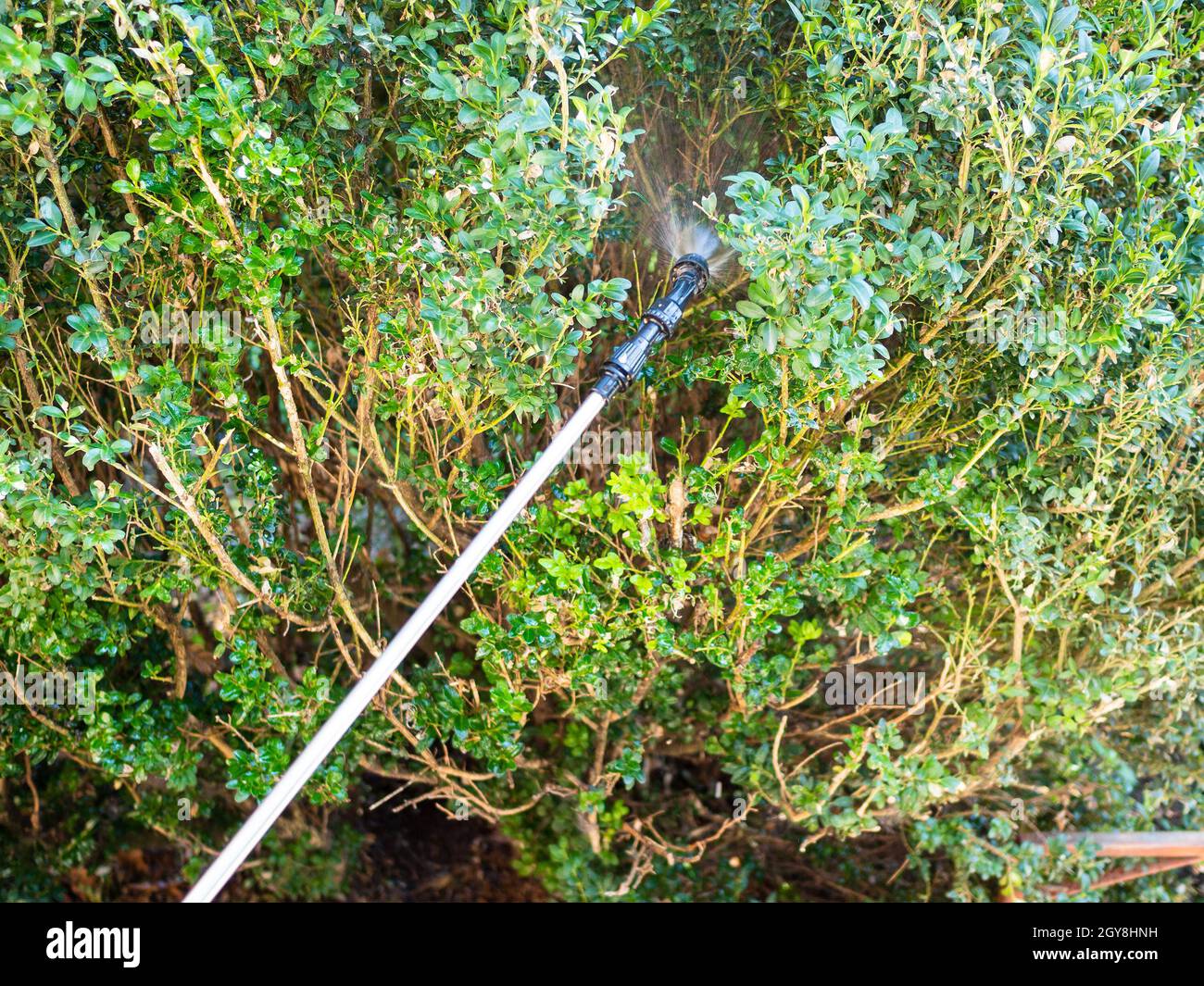 spraying green bush with pesticide in backyard Stock Photo - Alamy