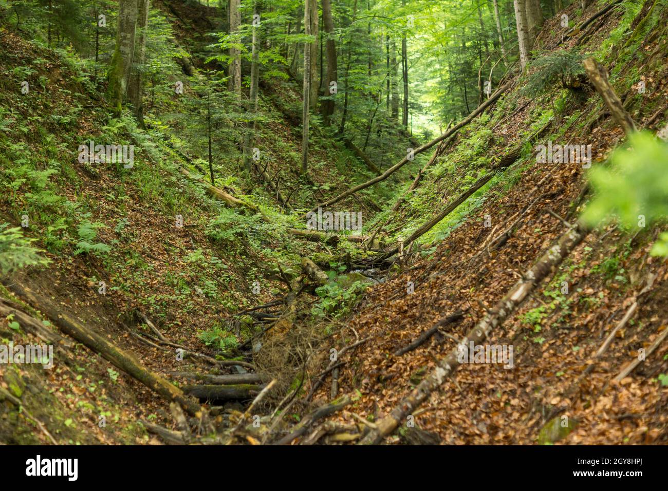landscape with a V shaped valley inside of a forest in mountains Stock ...