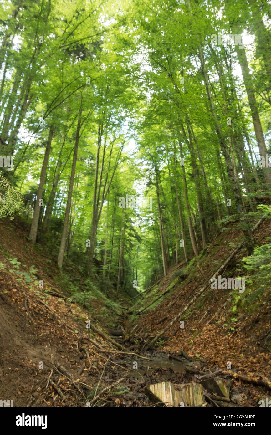 landscape with a V shaped valley inside of a forest in mountains Stock ...