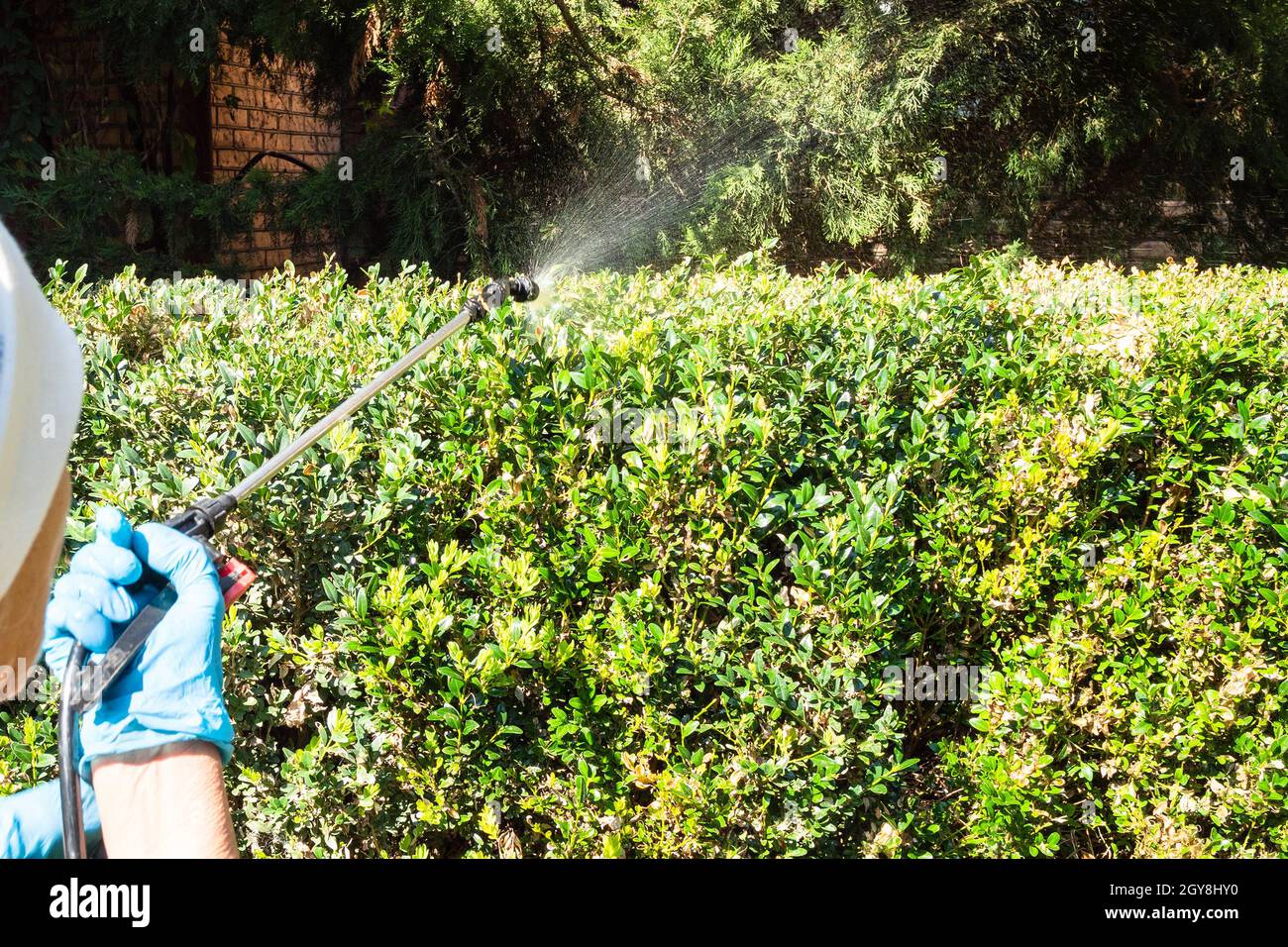 spraying boxwood hedge with pesticide using pneumatic garden sprayer in ...