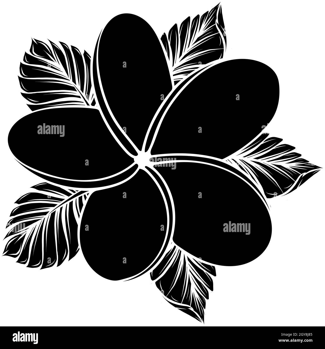 Plumeria spa flower isolated Black and White Stock Photos & Images - Alamy