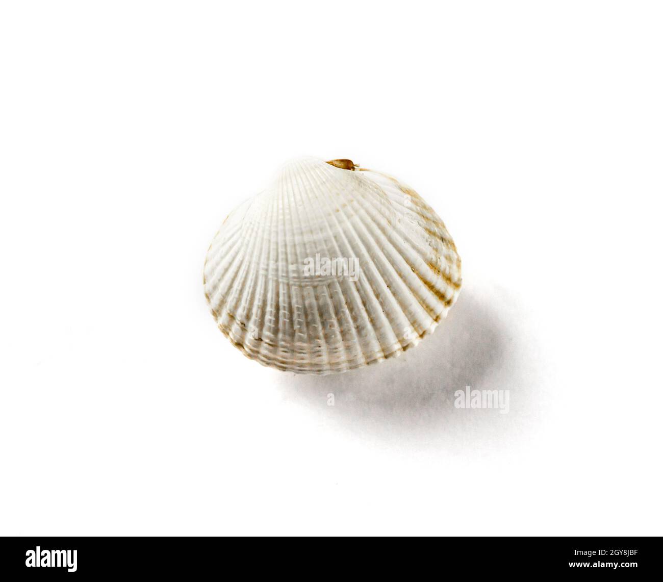 White sea shell isolated on white background Stock Photo - Alamy