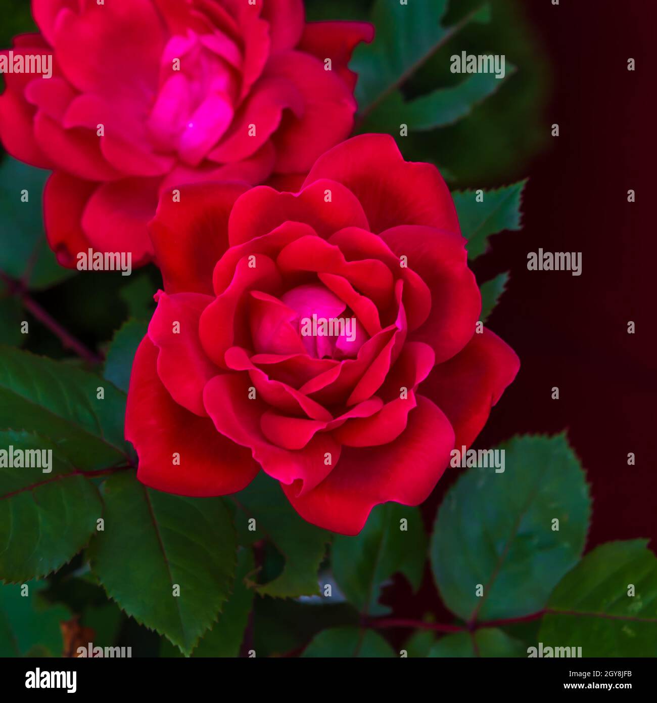 Rose bloom hi-res stock photography and images - Alamy