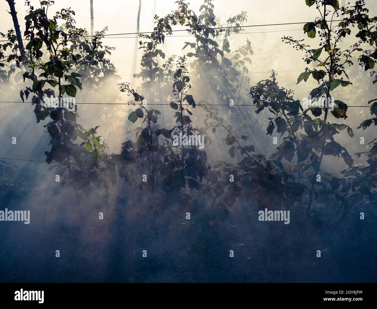 Raspberry Cane High Resolution Stock Photography and Images - Alamy