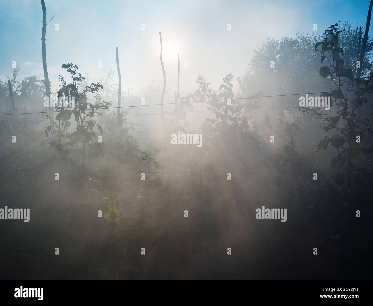 sun illuminates smoke from burning plants over raspberry bushes in home ...