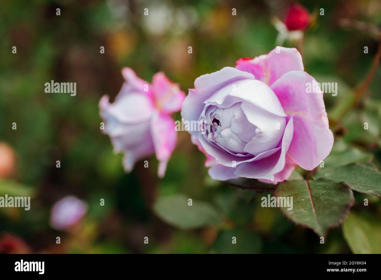 Lavender purple rose Novalis blooms in summer garden. Close up of ...