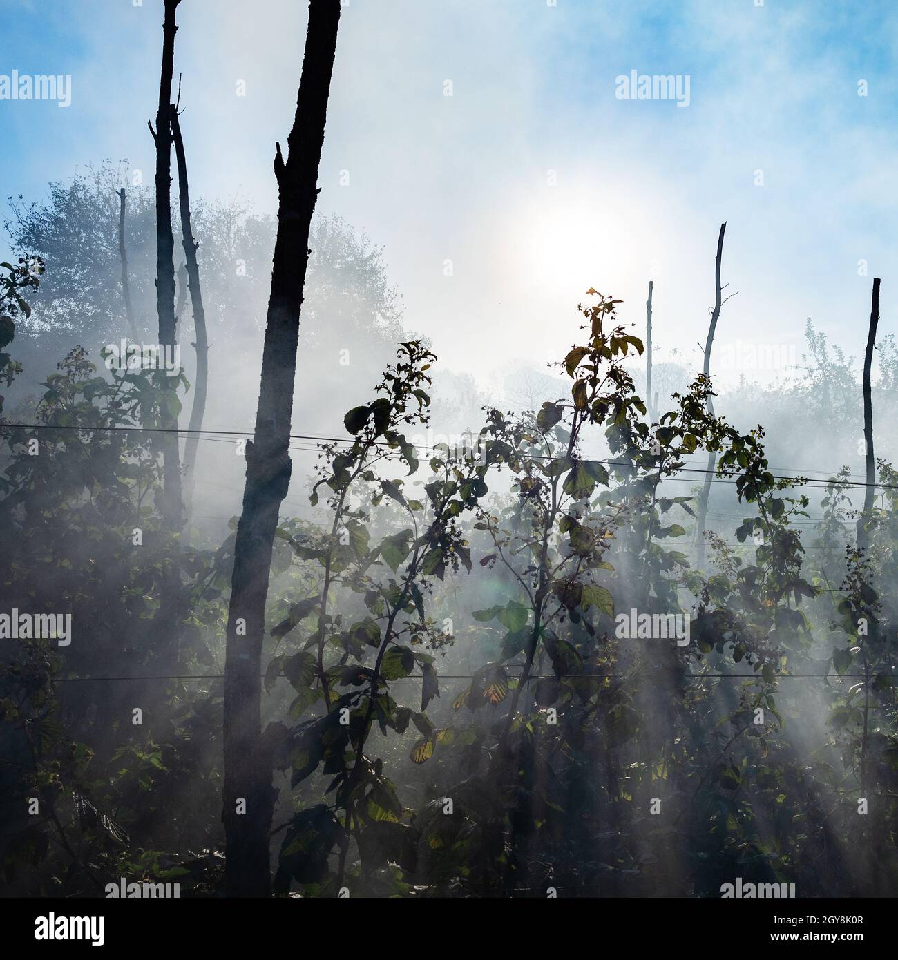 sun rays in smoke over raspberry canes in garden in autumn Stock Photo ...