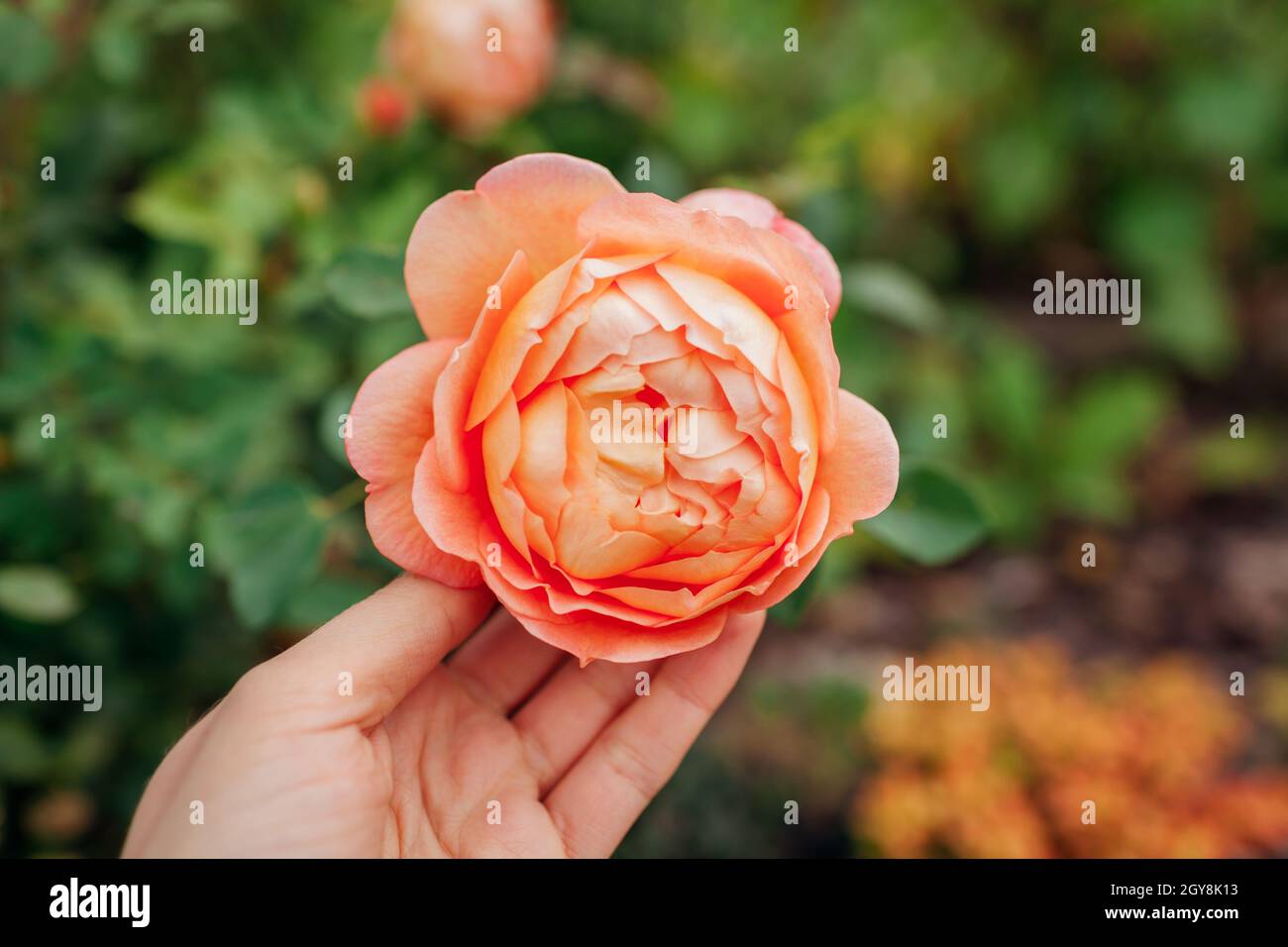 Orange salmon rose Lady of Shalott blooming in summer garden. English ...
