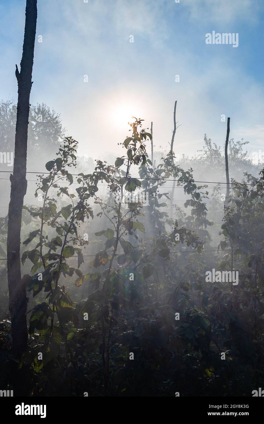 Raspberry cane autumn hi-res stock photography and images - Alamy