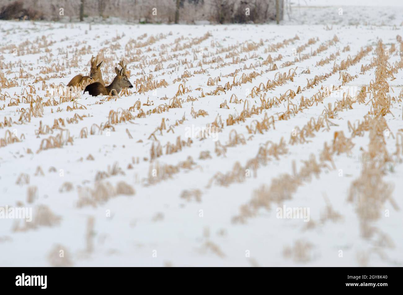 Roe deer on field hi-res stock photography and images - Alamy