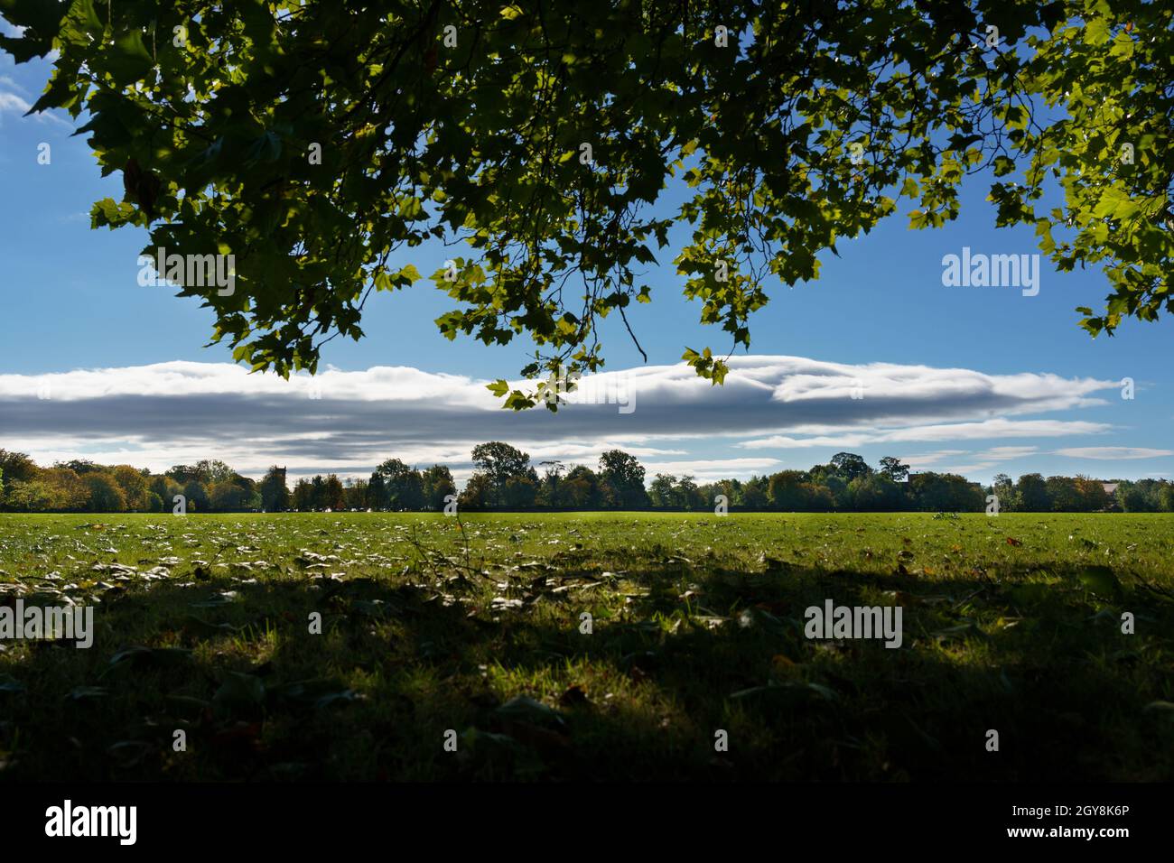 Tree-lined horizons, azure skies, and fluffy white clouds may be seen ...