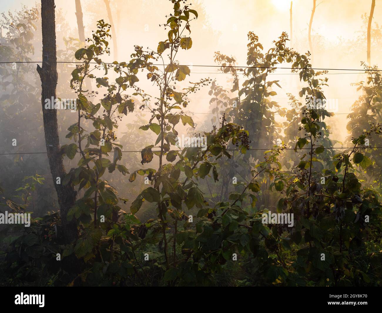 smoke from burning leaves over raspberry bushes in garden in autumn ...