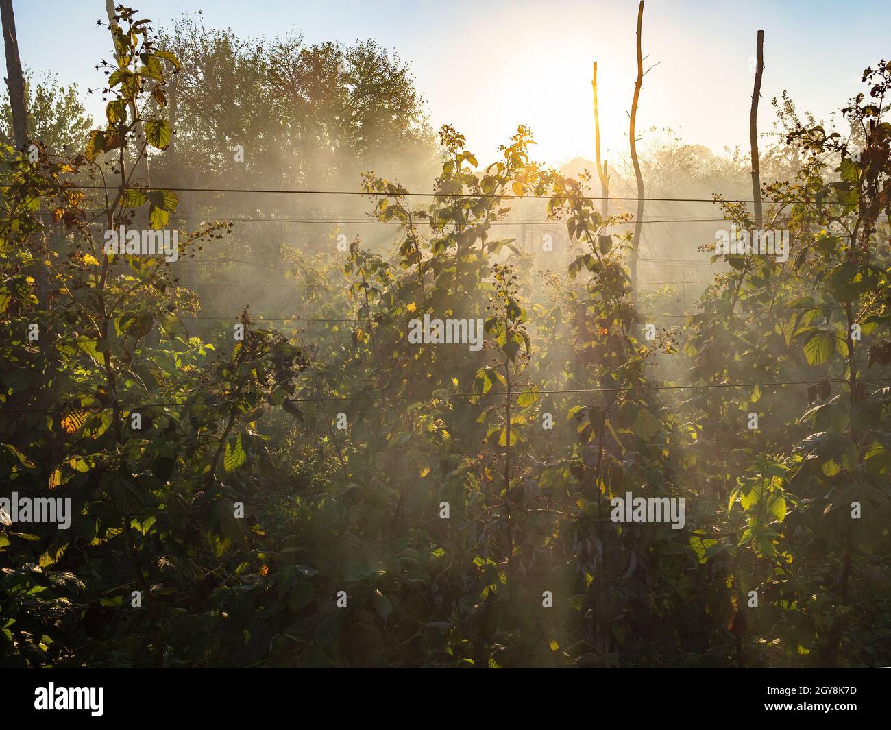Raspberry dawn hi-res stock photography and images - Alamy