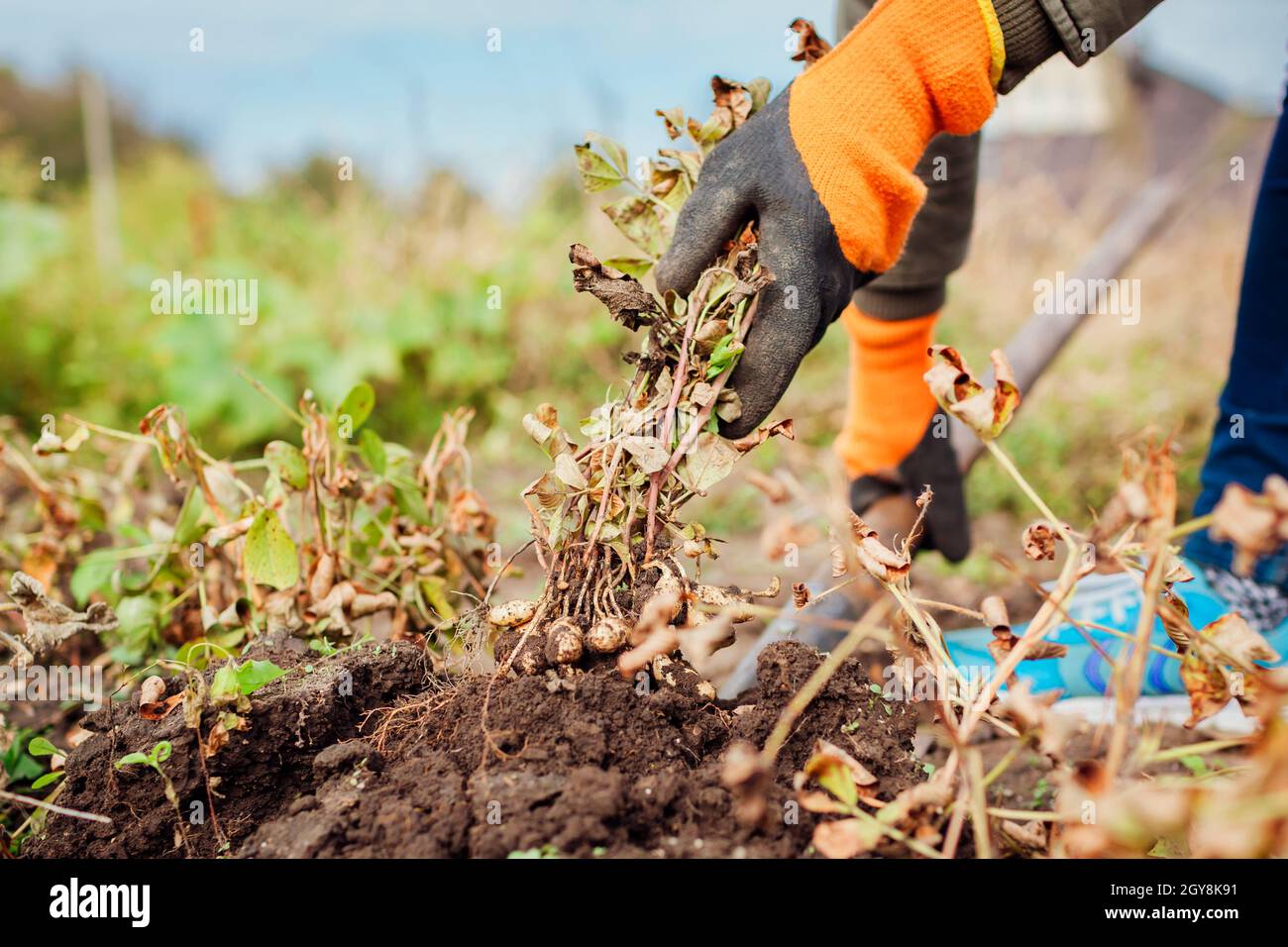 Farmer picking peanuts digging crop in fall. Gardener holding bunch ...