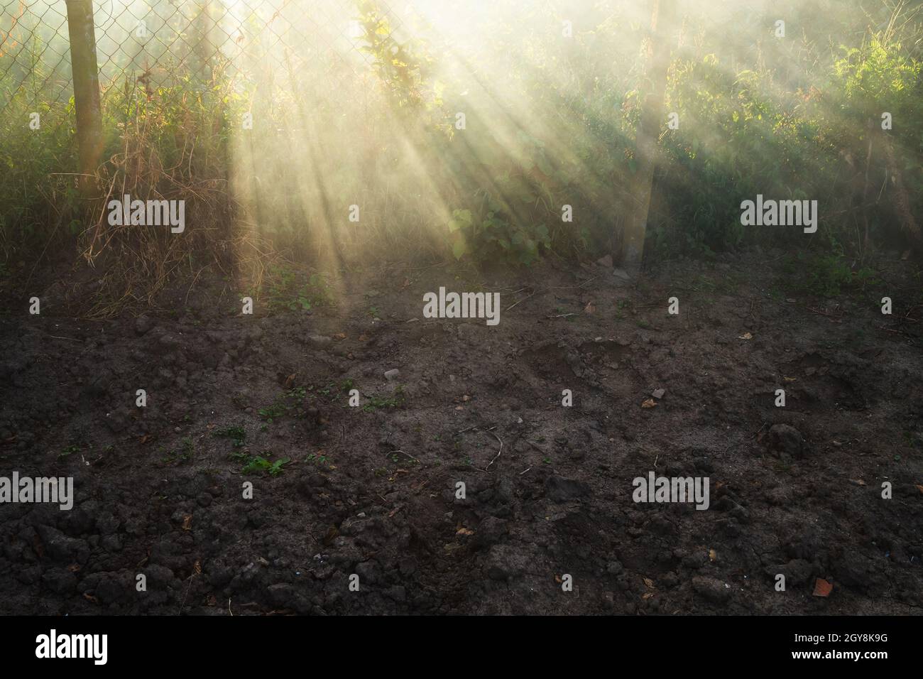 sunbeams in smoke from burning leaves over garden in autumn Stock Photo ...