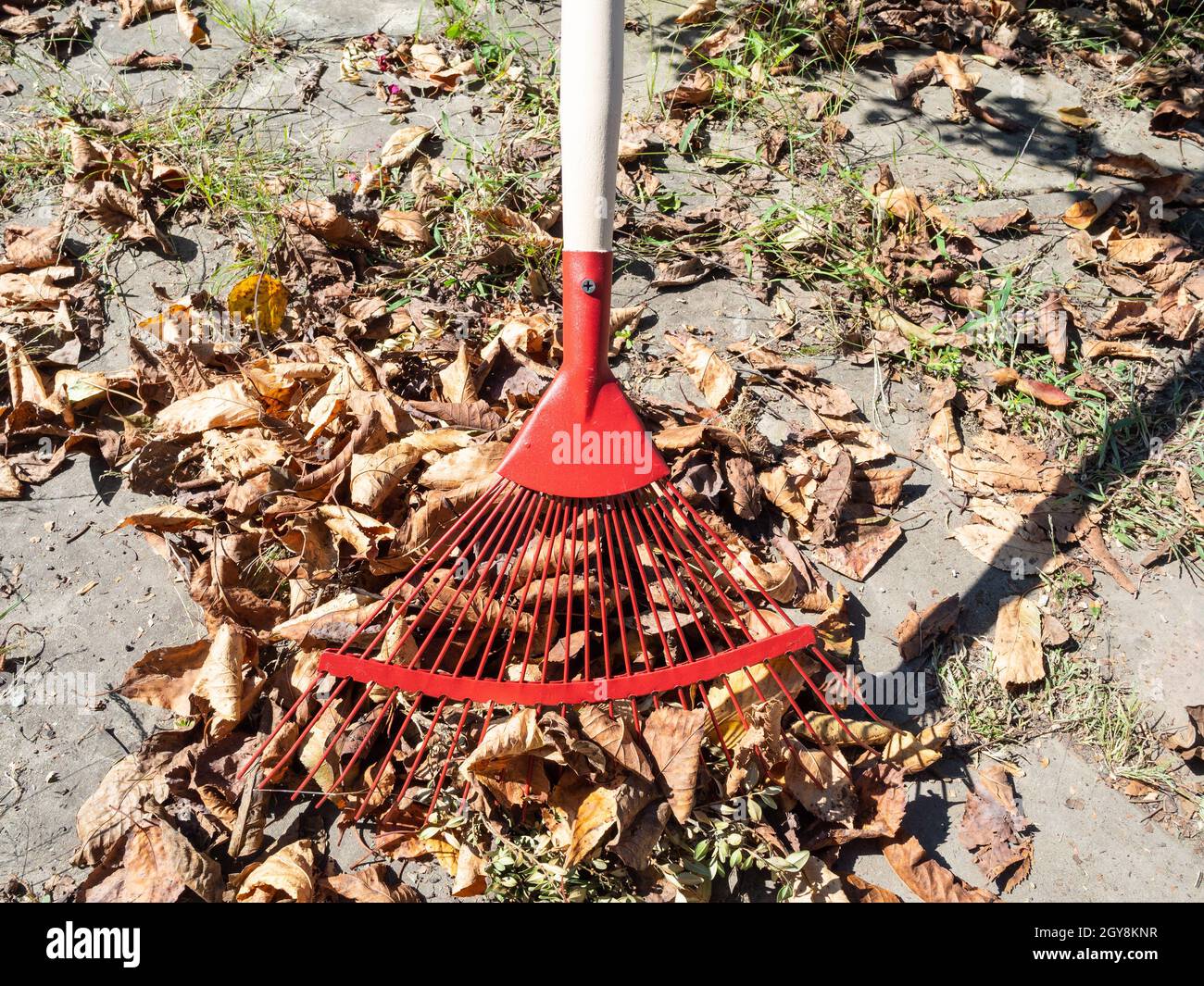 gathering fallen leaves with fan rake on backyard on sunny autumn day ...