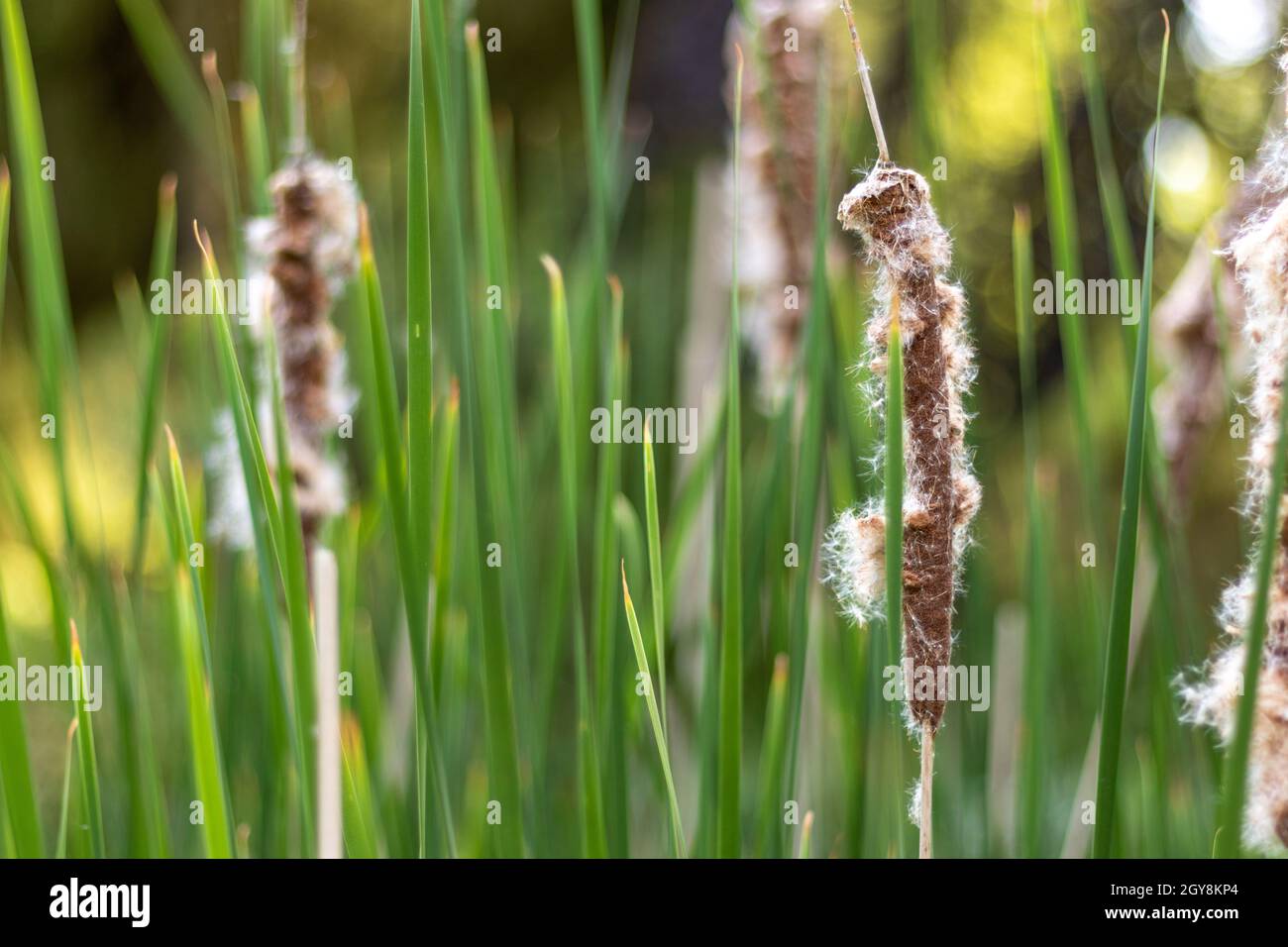 Cattail seed heads. in the swamp. Typha latifolia Stock Photo - Alamy