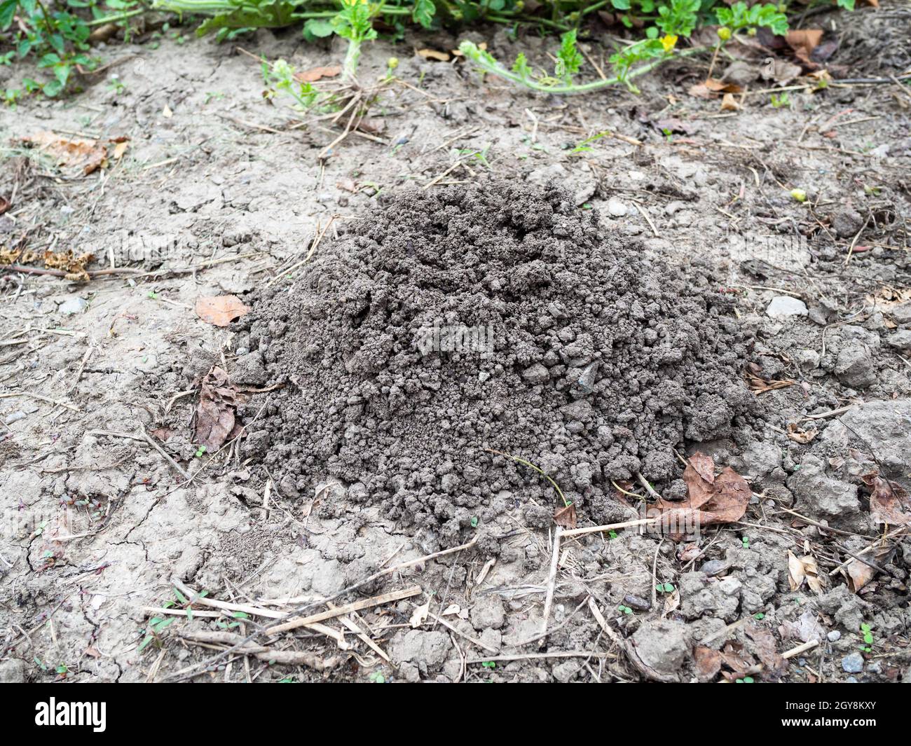 mound of earth dug by mole close up in garden Stock Photo - Alamy