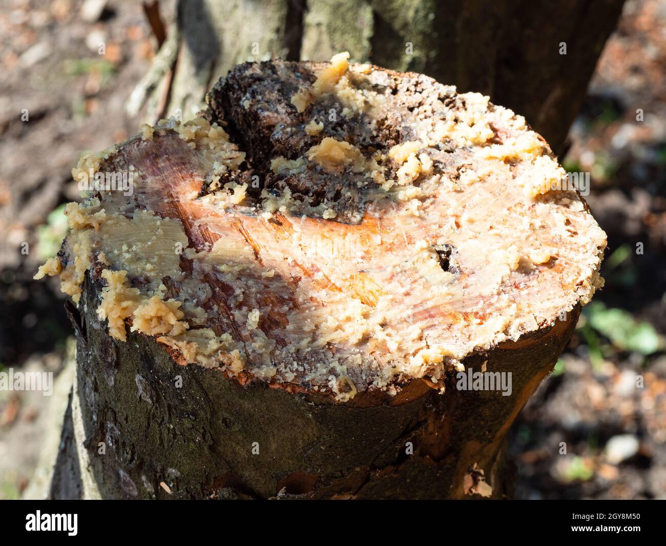 Tar and pitch tree hi-res stock photography and images - Alamy