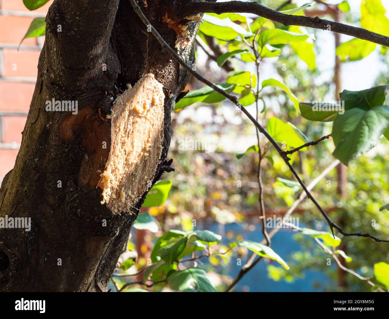cut of sawn tree branch greasedwith pitch in backyard Stock Photo - Alamy