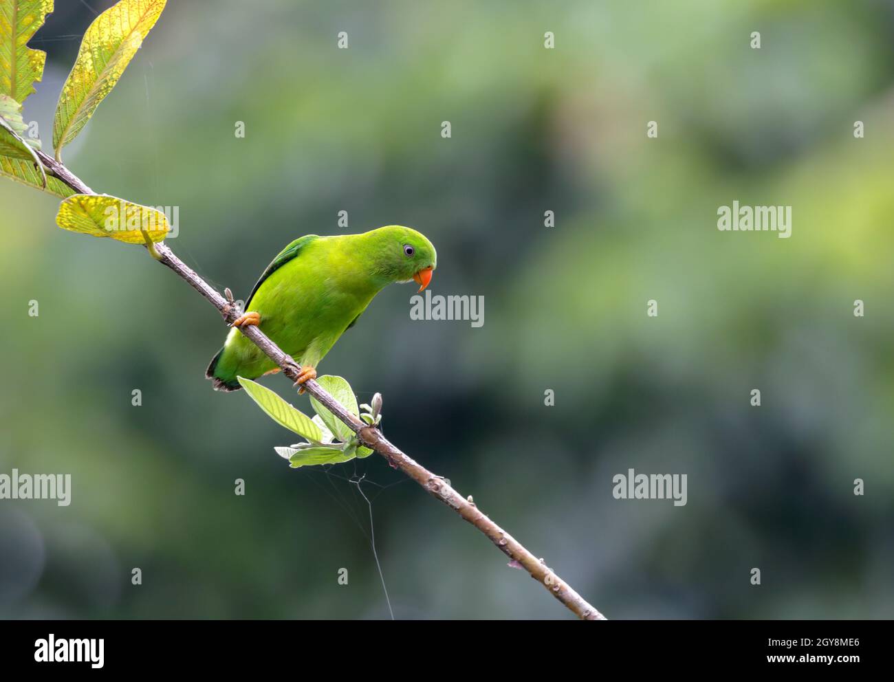 Hanging parrot parrot hi-res stock photography and images - Alamy