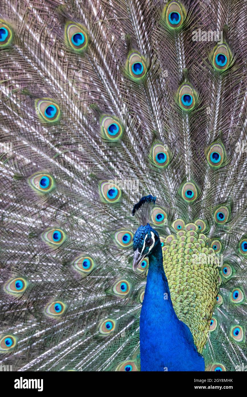 Peacock dancing open feathers hi-res stock photography and images - Alamy