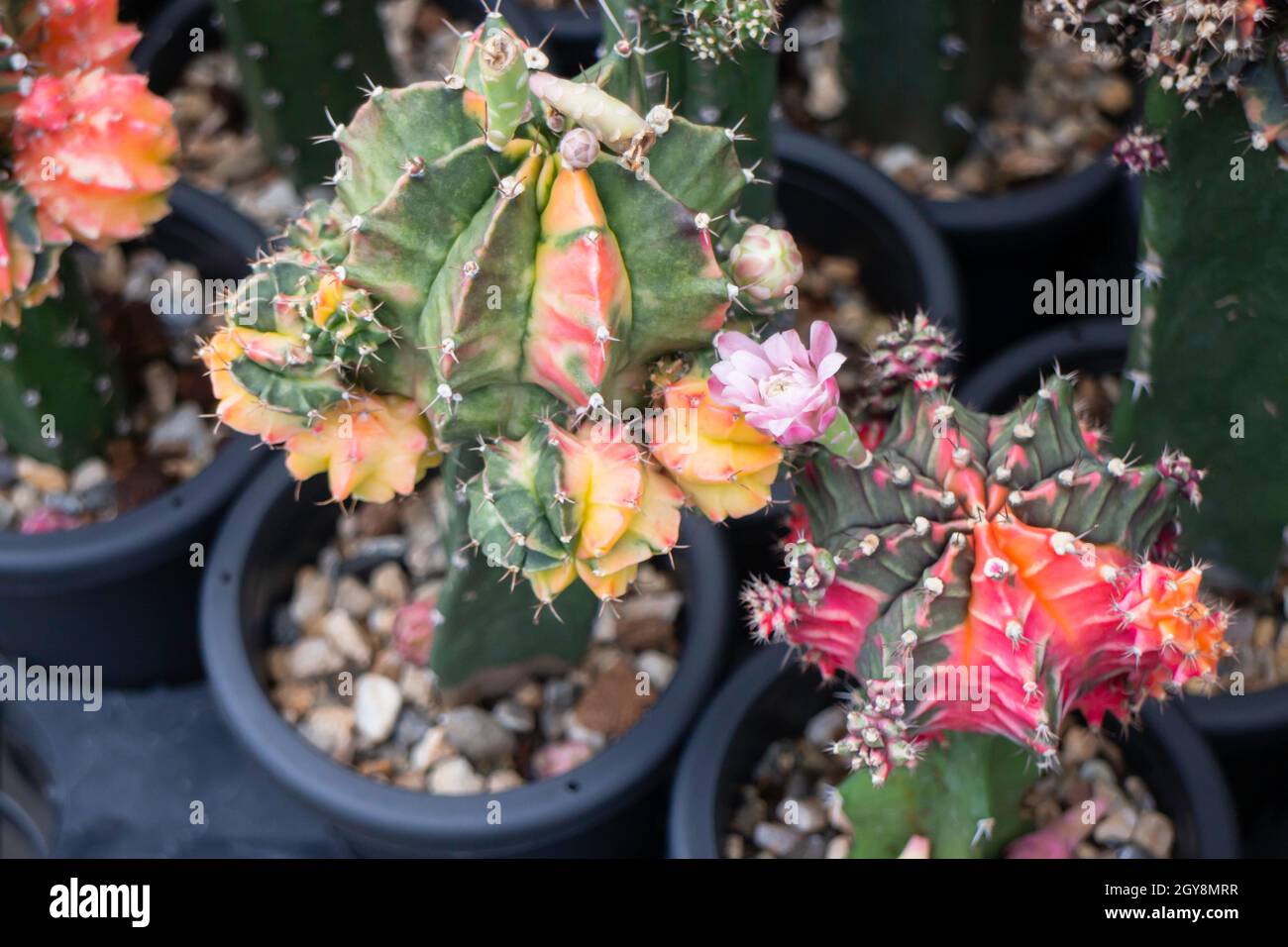 Stock Photo Of Succulents High Resolution Stock Photography and Images ...