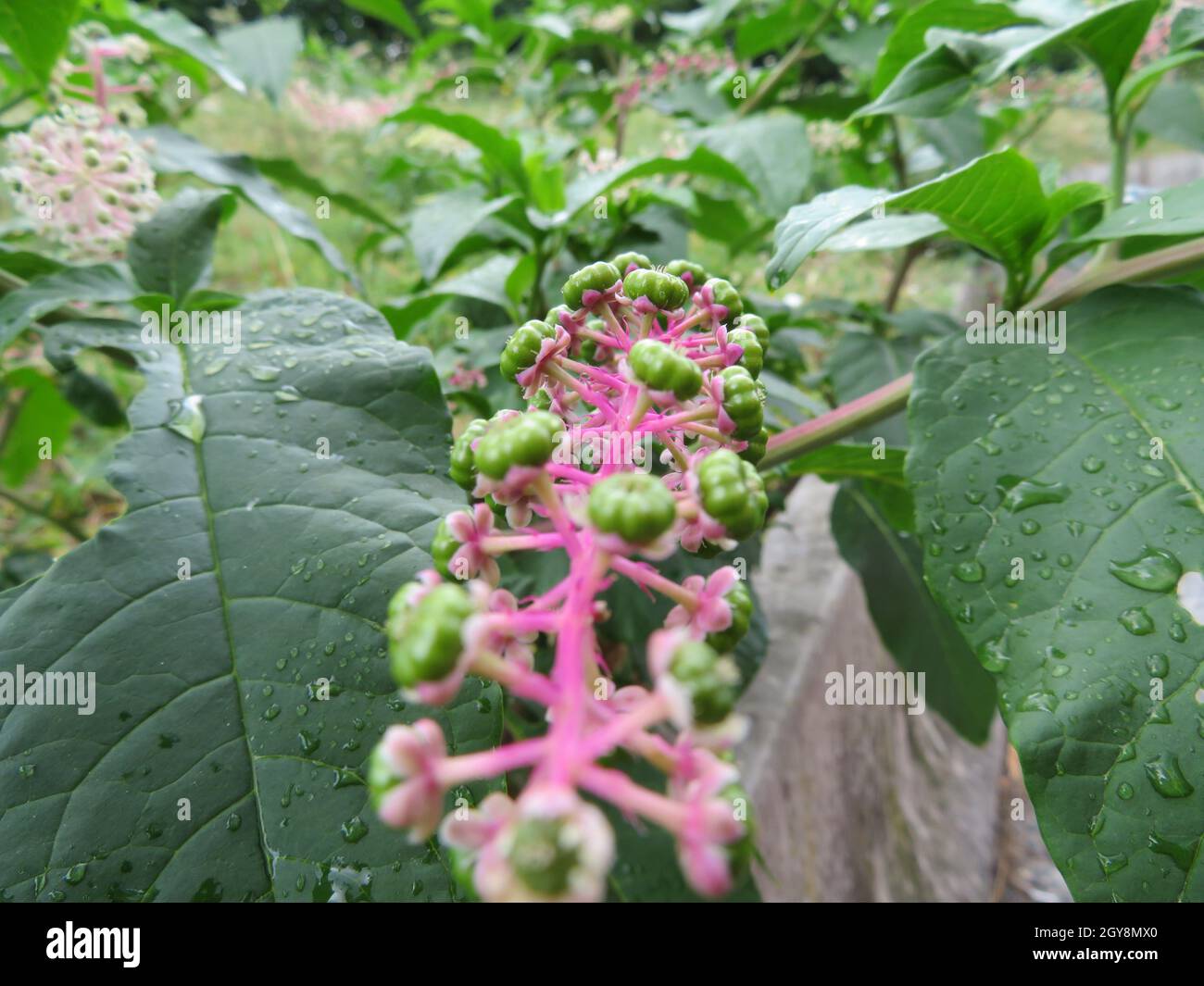 beautiful natural forest berries of good color and better smell Stock ...