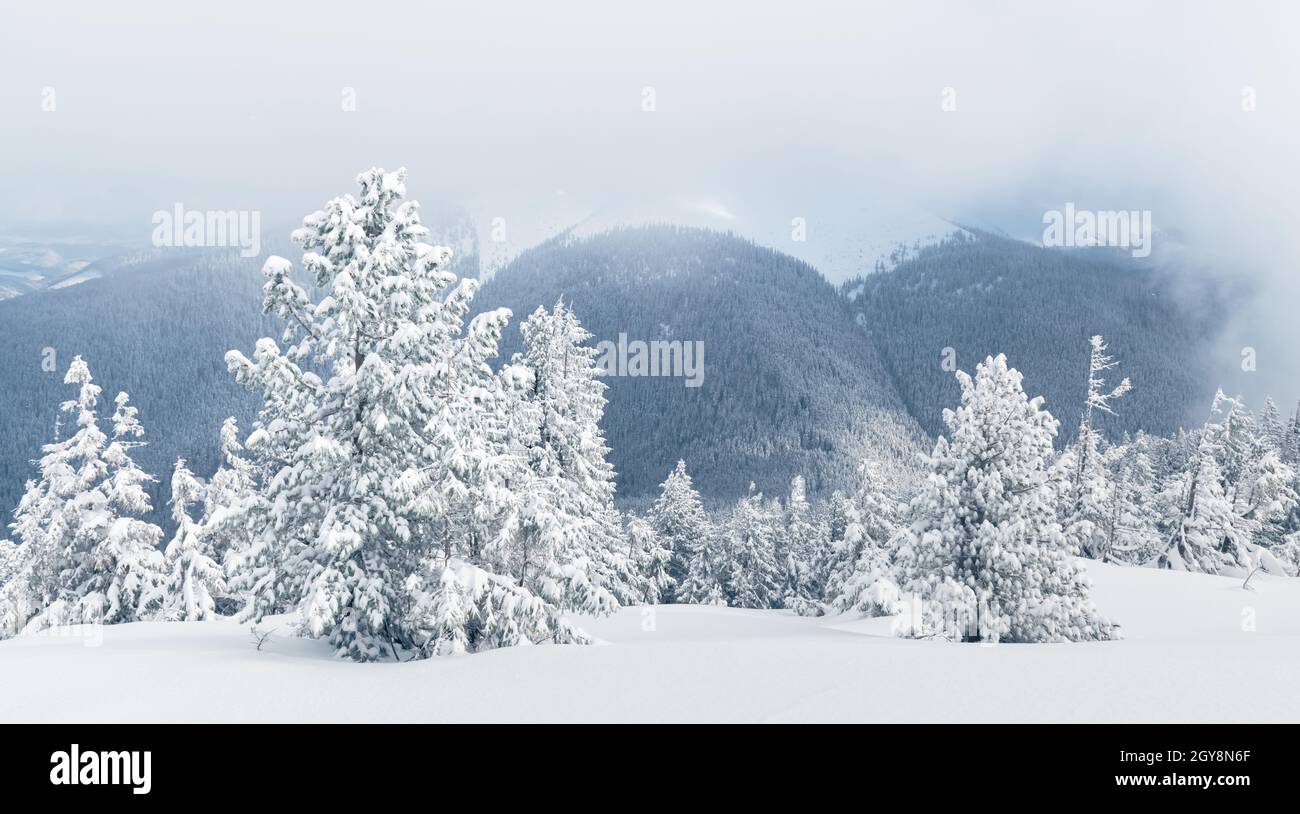 Fantastic winter landscape panorama with snowy trees and snowy peaks ...