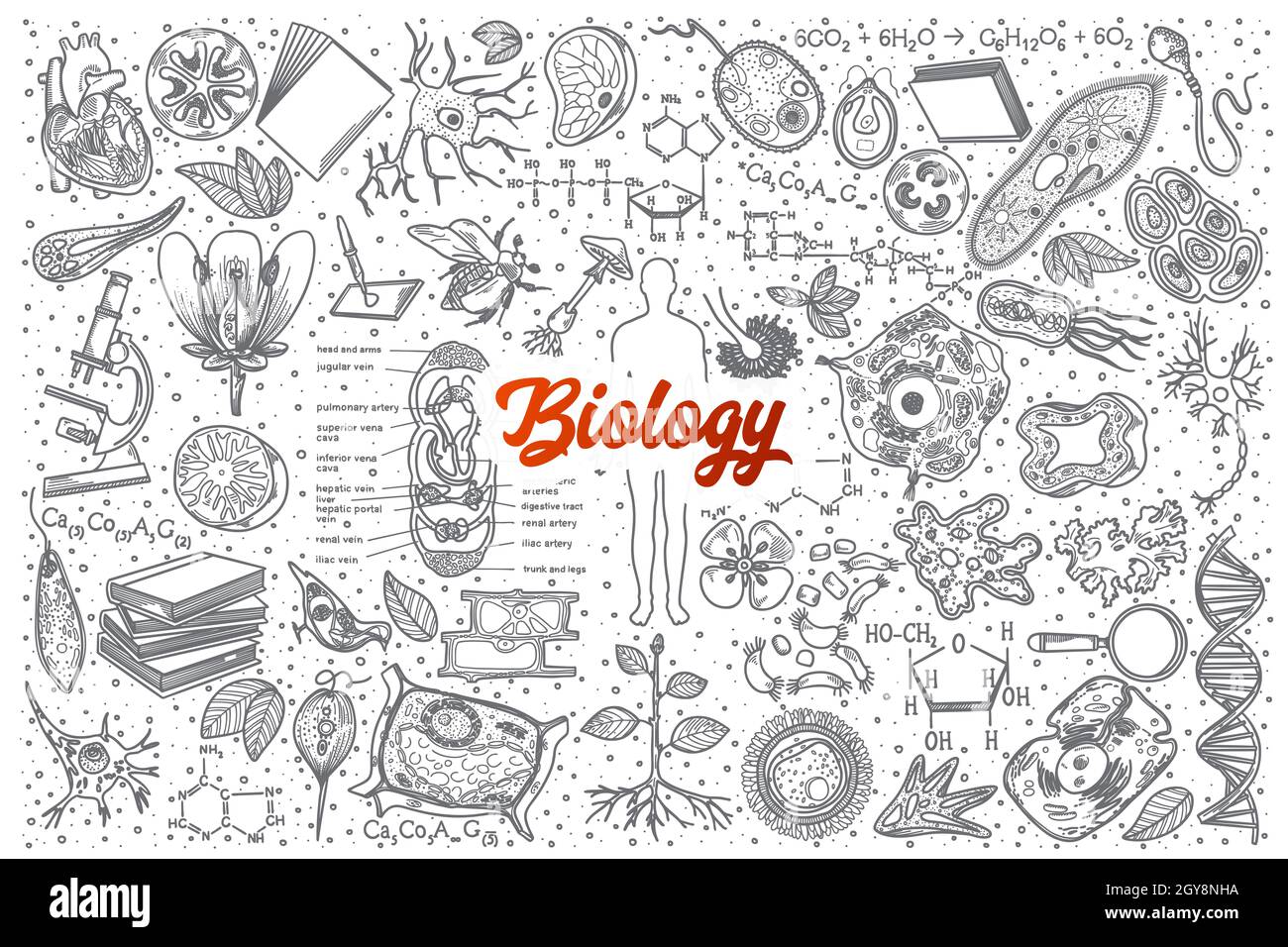 Hand drawn Biology doodle set background with red lettering in Stock ...