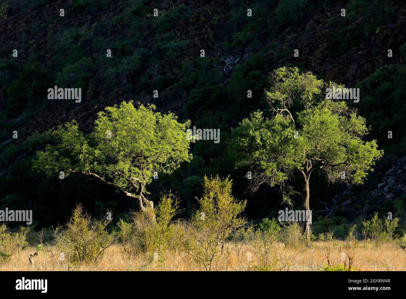 African savannah trees against a shaded background, Kruger National ...