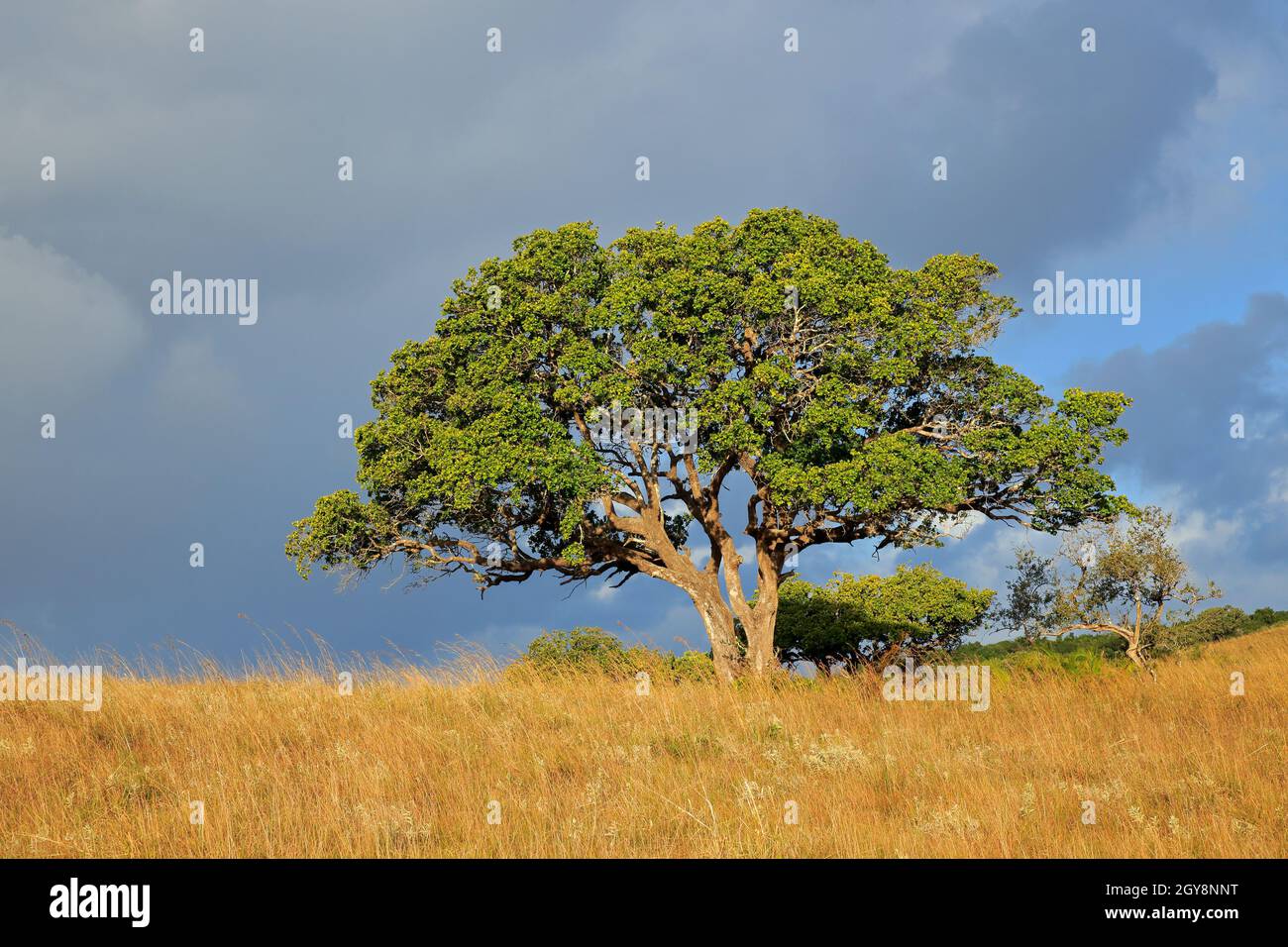 African savannah landscape with trees in grassland with a cloudy sky ...