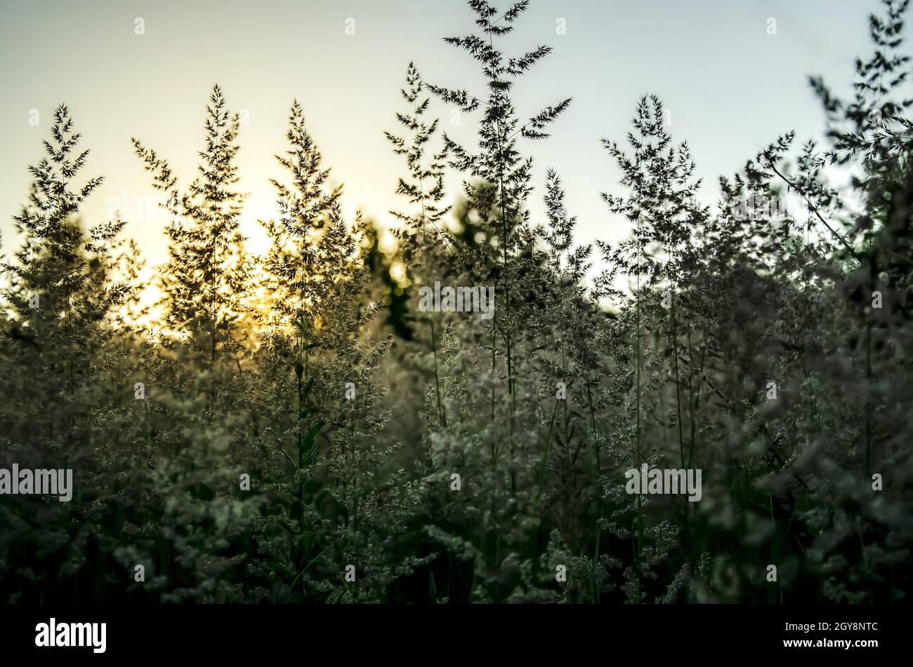 Atmospheric natural background with meadow vegetation in the rays of ...