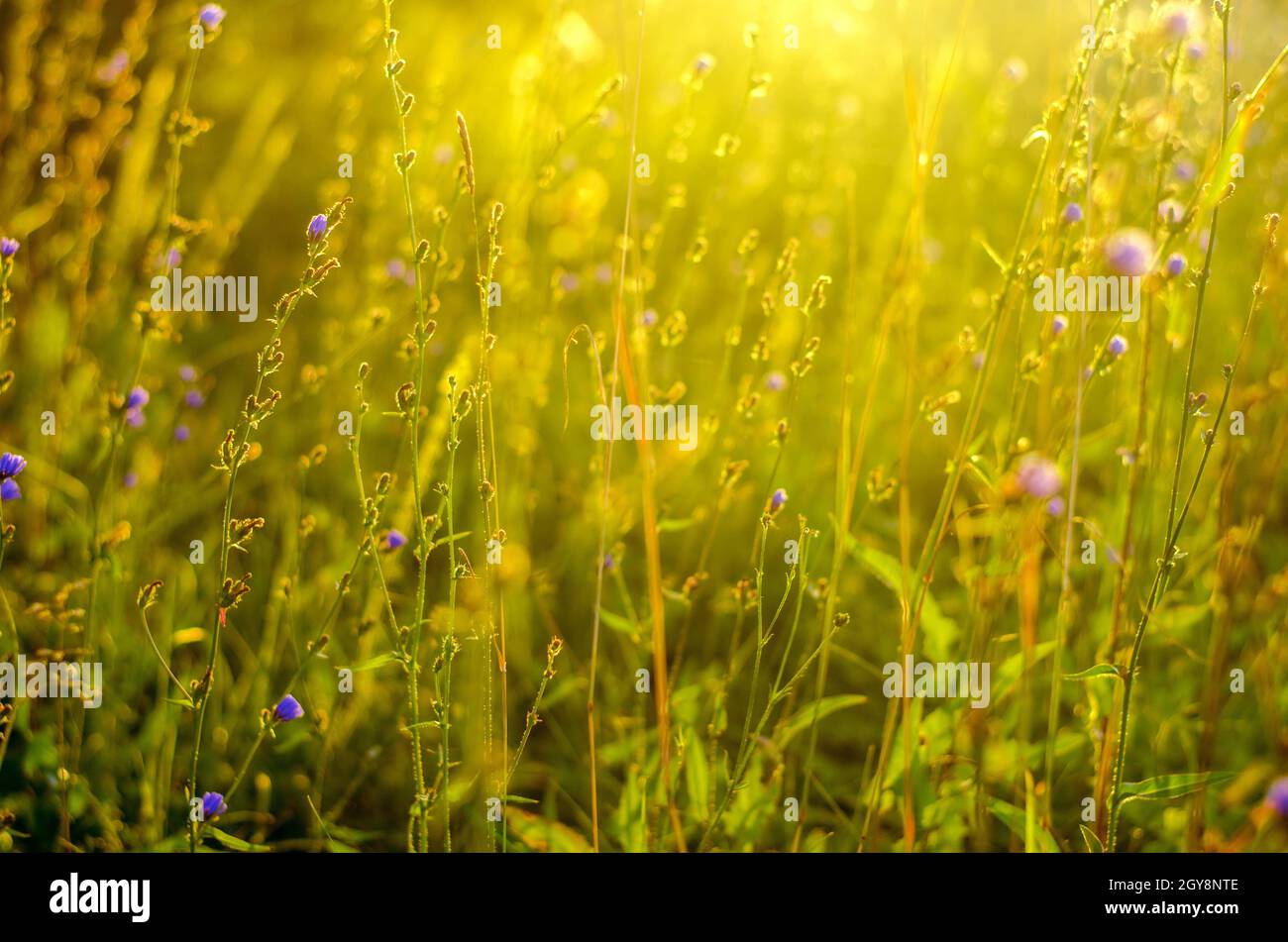 Atmospheric natural background with meadow vegetation in the rays of ...