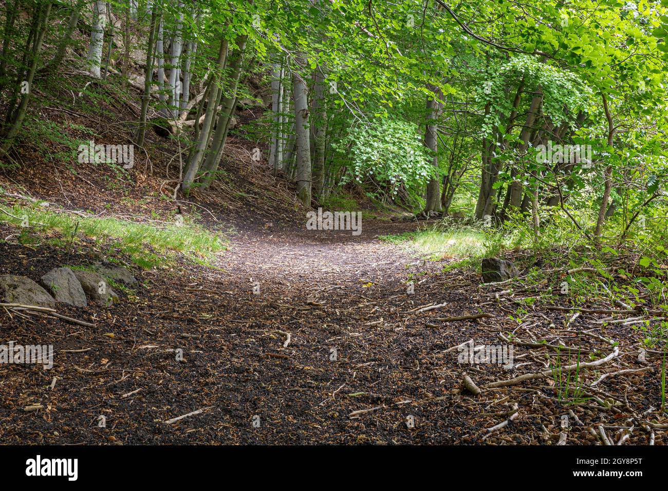 Typical path of a high mountain forest Stock Photo - Alamy