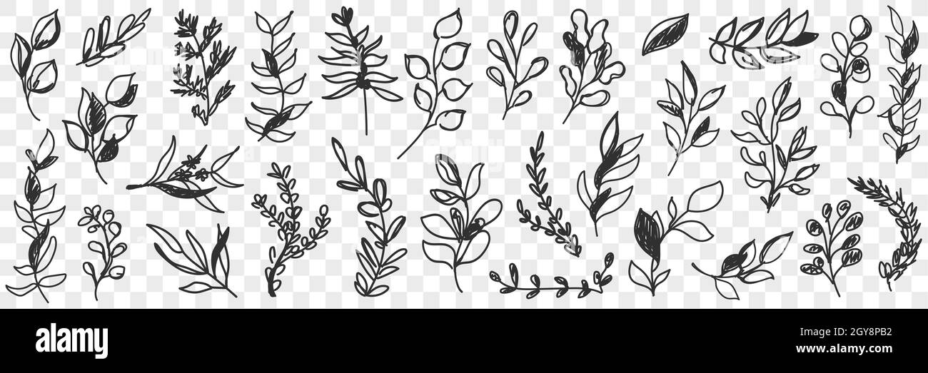 Leaves natural pattern doodle set. Collection of hand drawn various ...