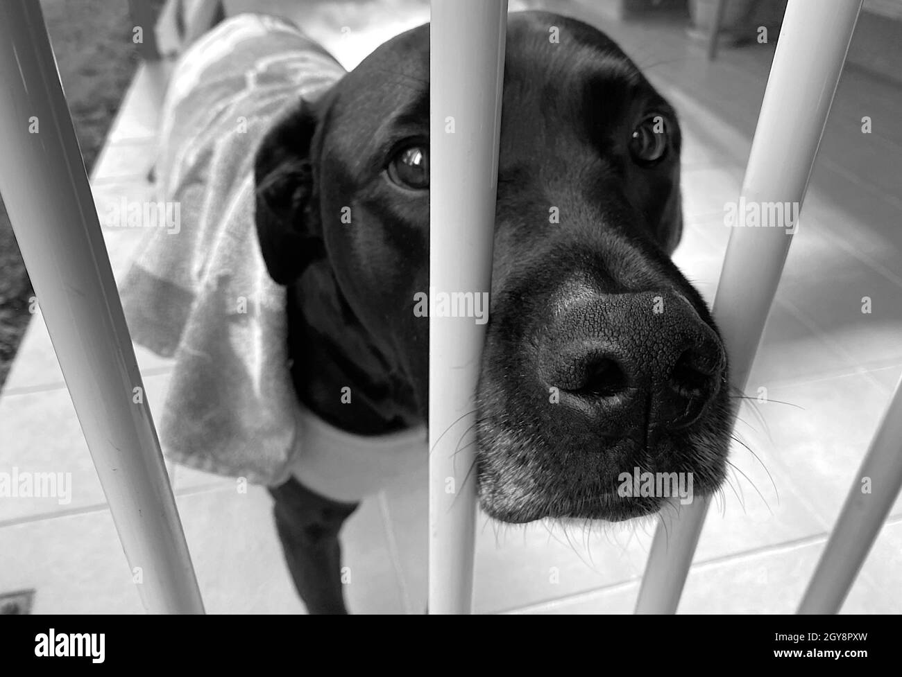 Sad black white dog waiting Black and White Stock Photos & Images - Alamy