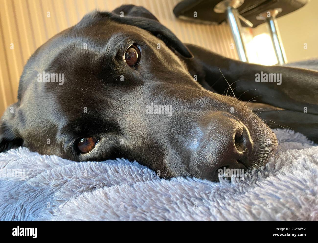 A black labrador in his bed resting Stock Photo - Alamy