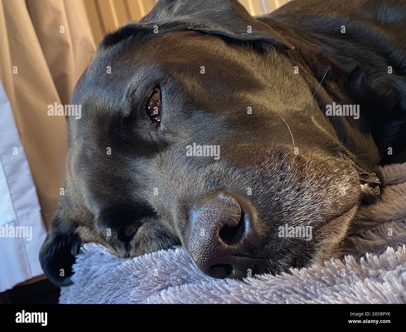 A black labrador in his bed resting Stock Photo - Alamy
