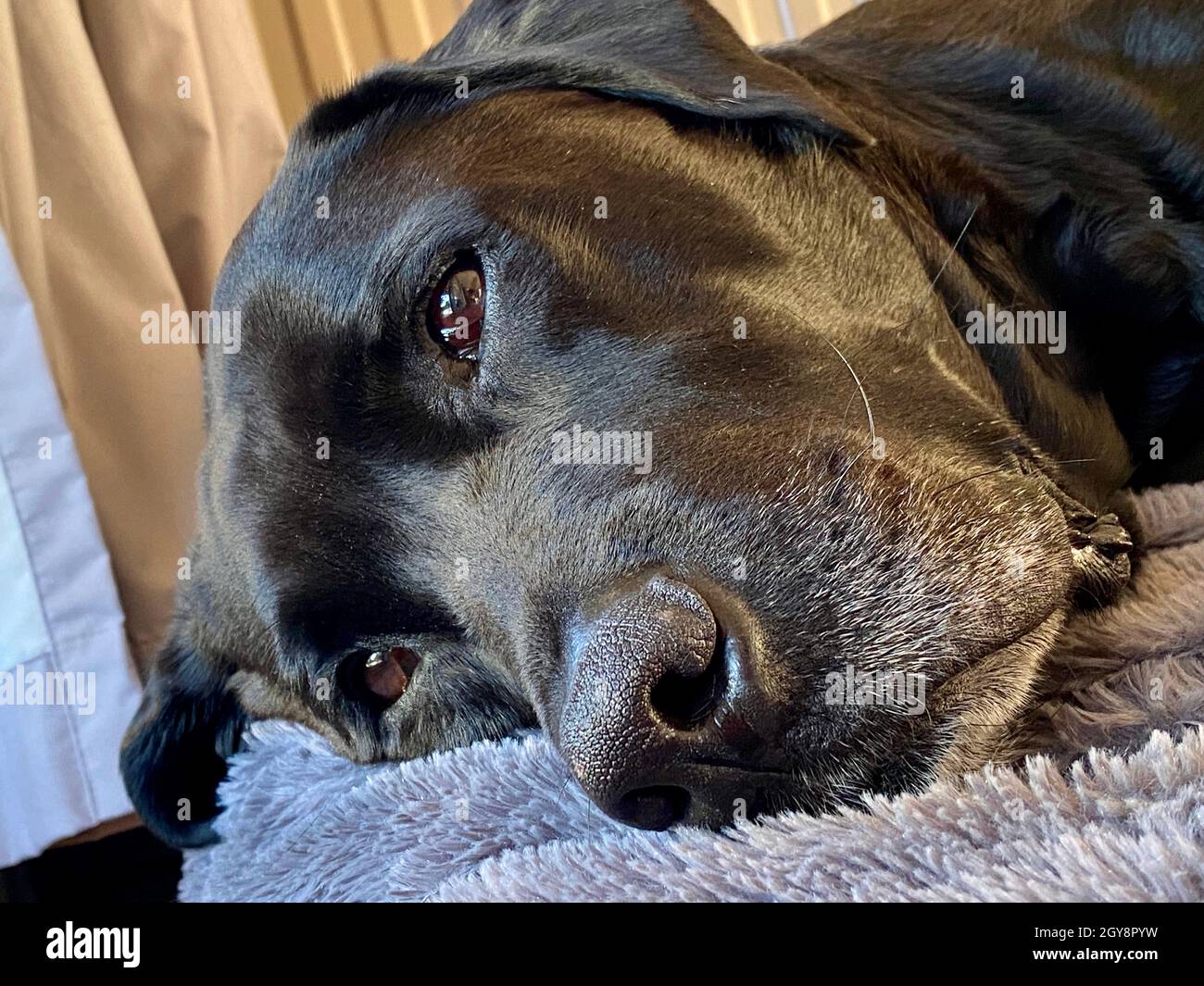 Labrador face vector hi-res stock photography and images - Alamy