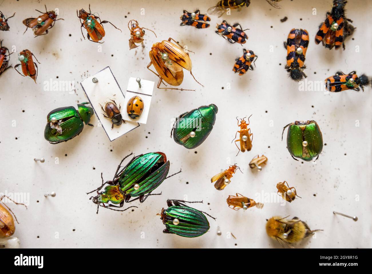 Dried insects hi-res stock photography and images - Alamy