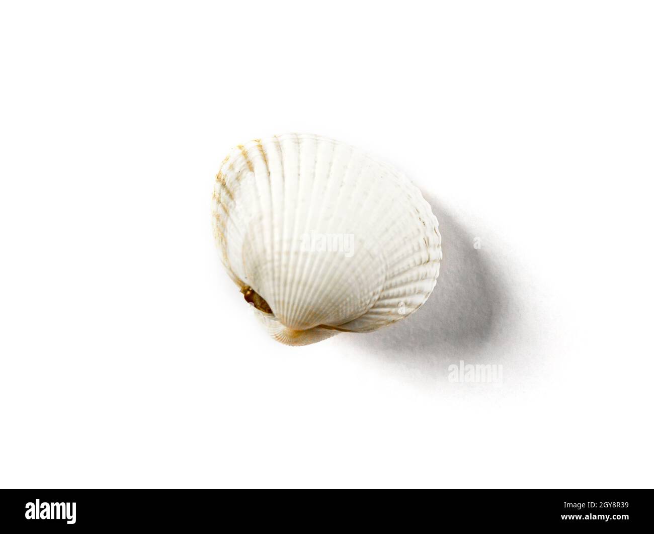 White sea shell isolated on white background Stock Photo - Alamy