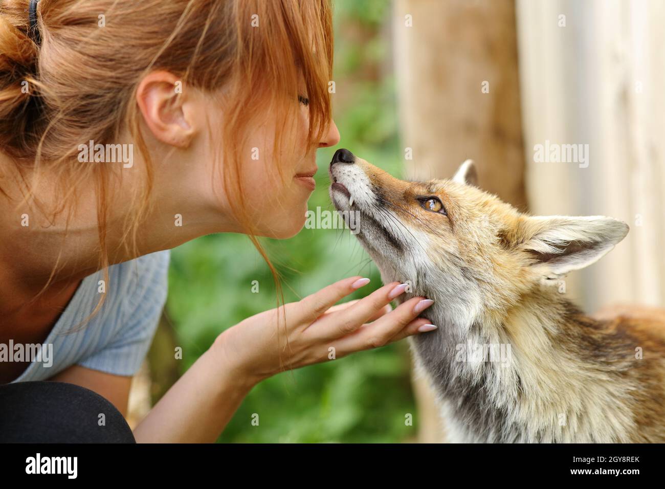 Happy woman loving animals kissing a fox in a farm Stock Photo - Alamy