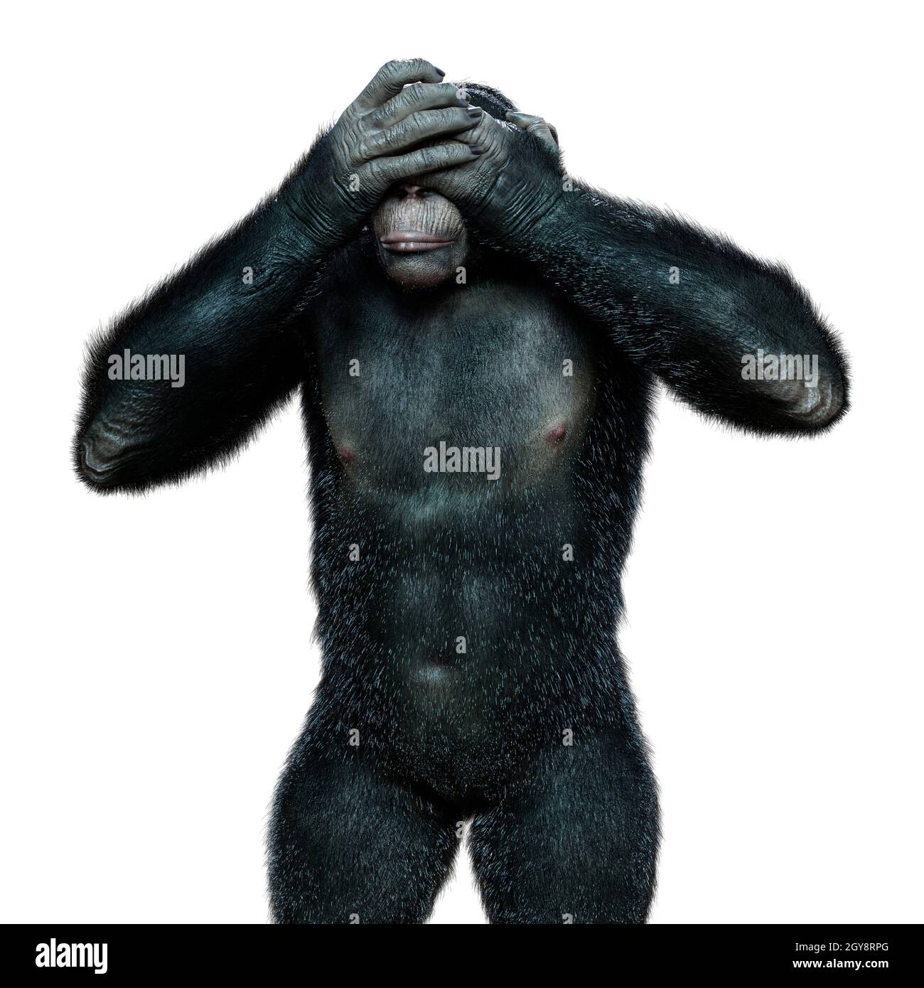 3D rendering of a big chimpanzee isolated on white background Stock ...