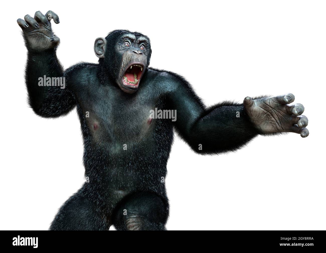 Scared Chimpanzee