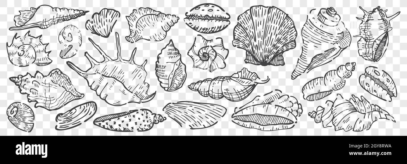 Hand drawn seashells doodle set. Collection of pencil chalk drawing ...